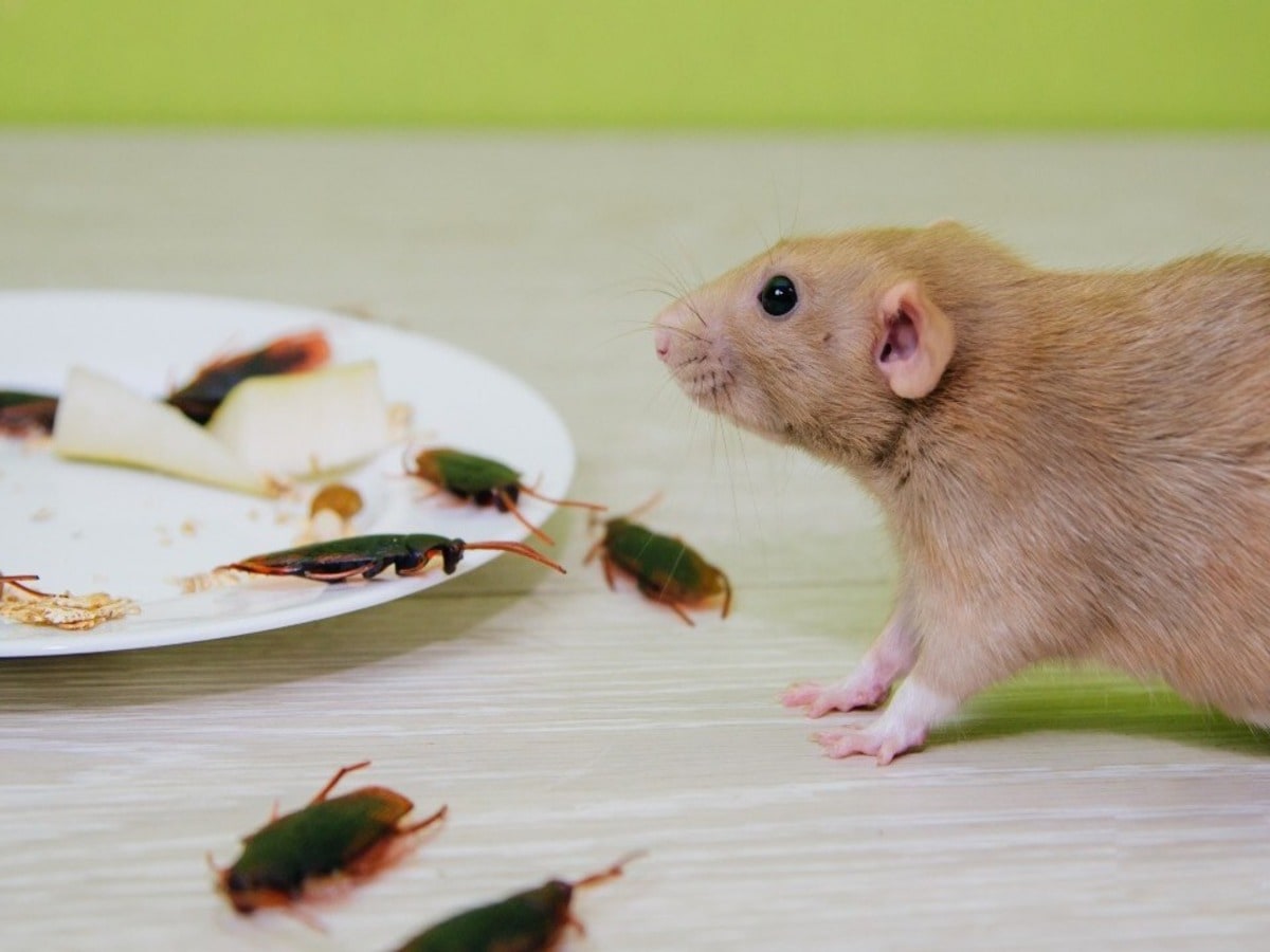 Say Goodbye to Cockroaches and Rats with This Surprising Use for ...